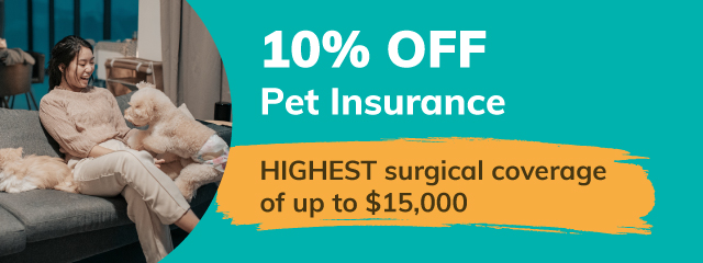 Pet Insurance - Leading digital insurance company in Singapore | TIQ ...